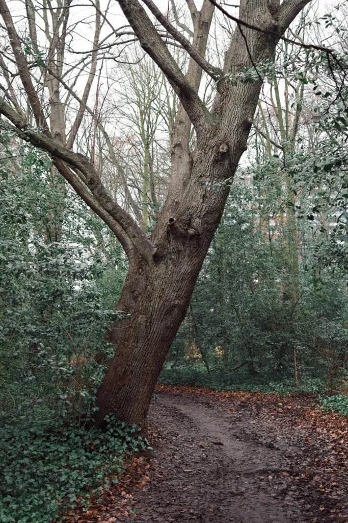 Camera Line-up — hafur.com | vague pictures of amazing moments