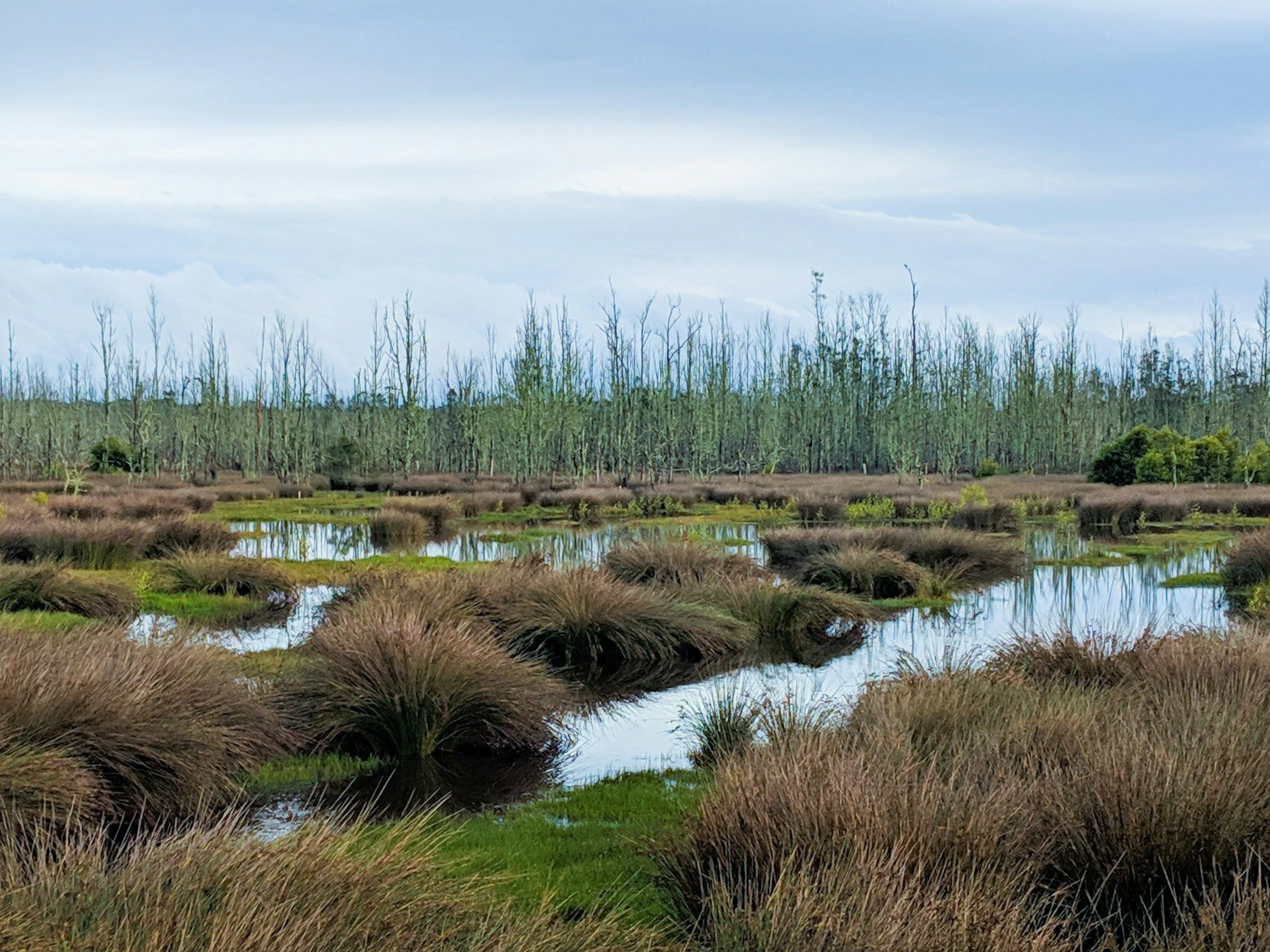 Creating an Effective Wetland “Bog” Filter - Superior Ponds