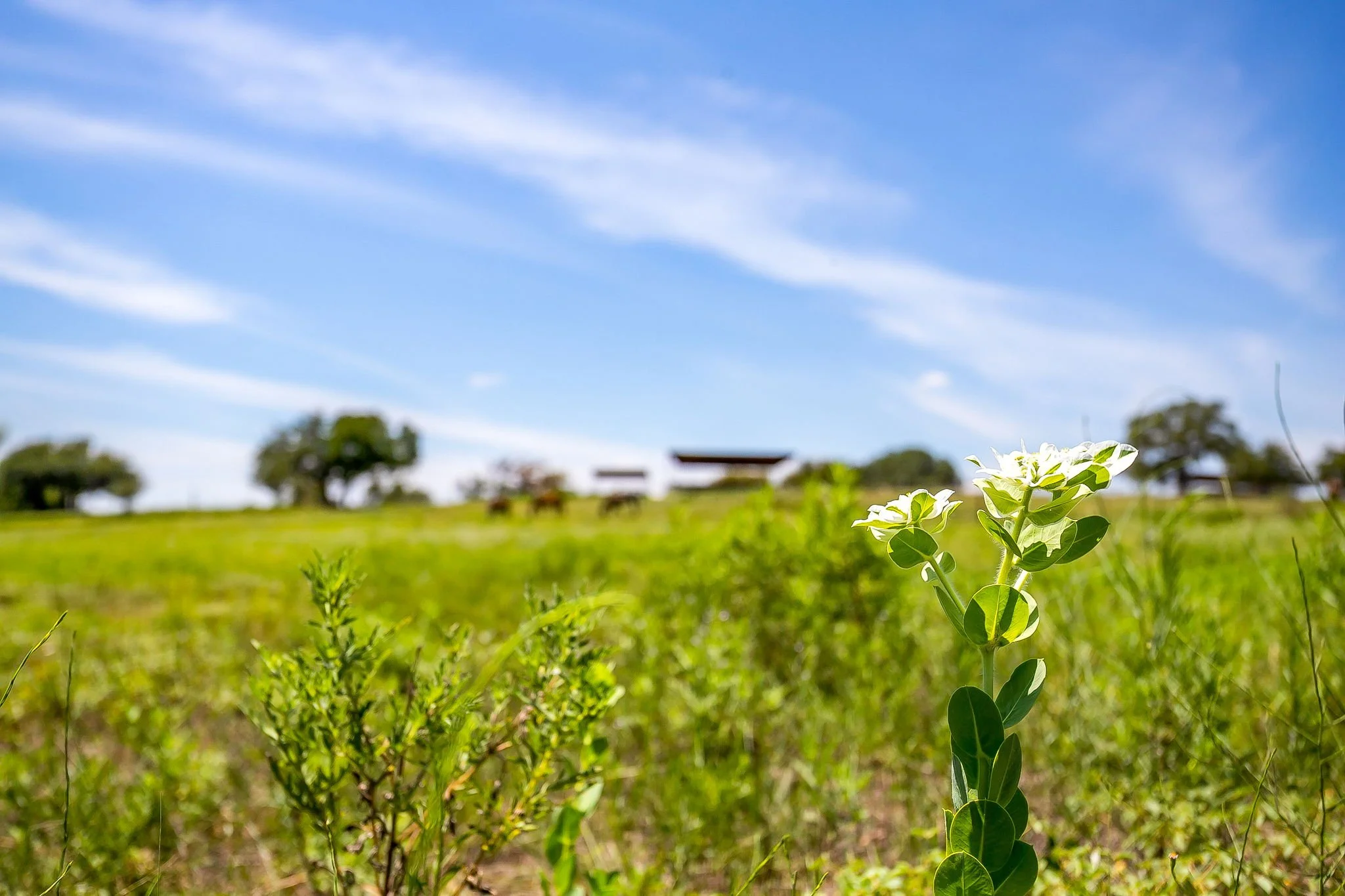 BETHEL RIDGE RANCH — The Ashton Agency