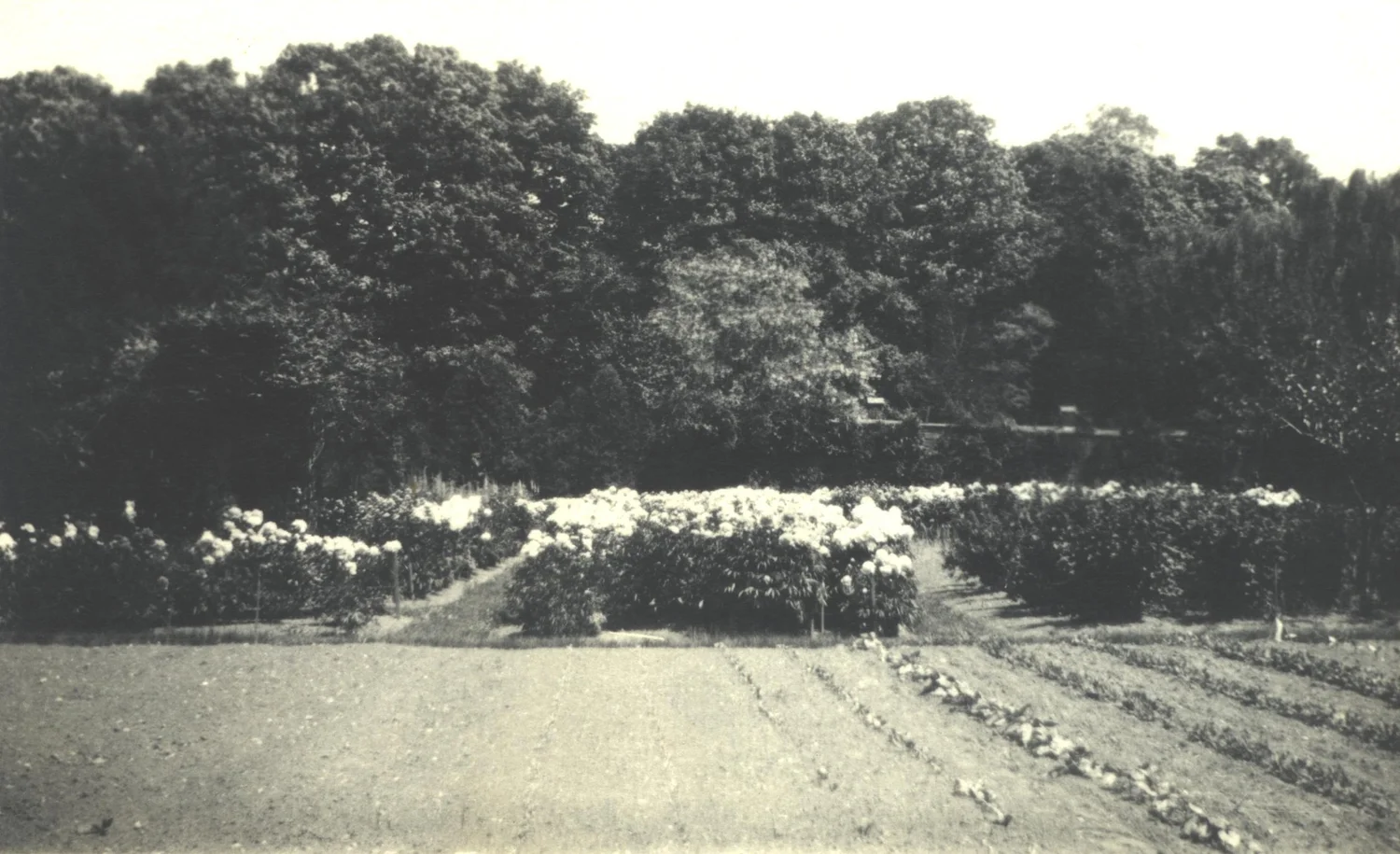 Gardens — Locust Grove Historic Site