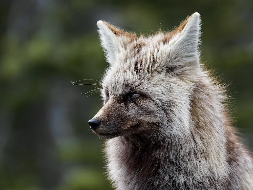 Where Your Money Goes — Give for The Gorge