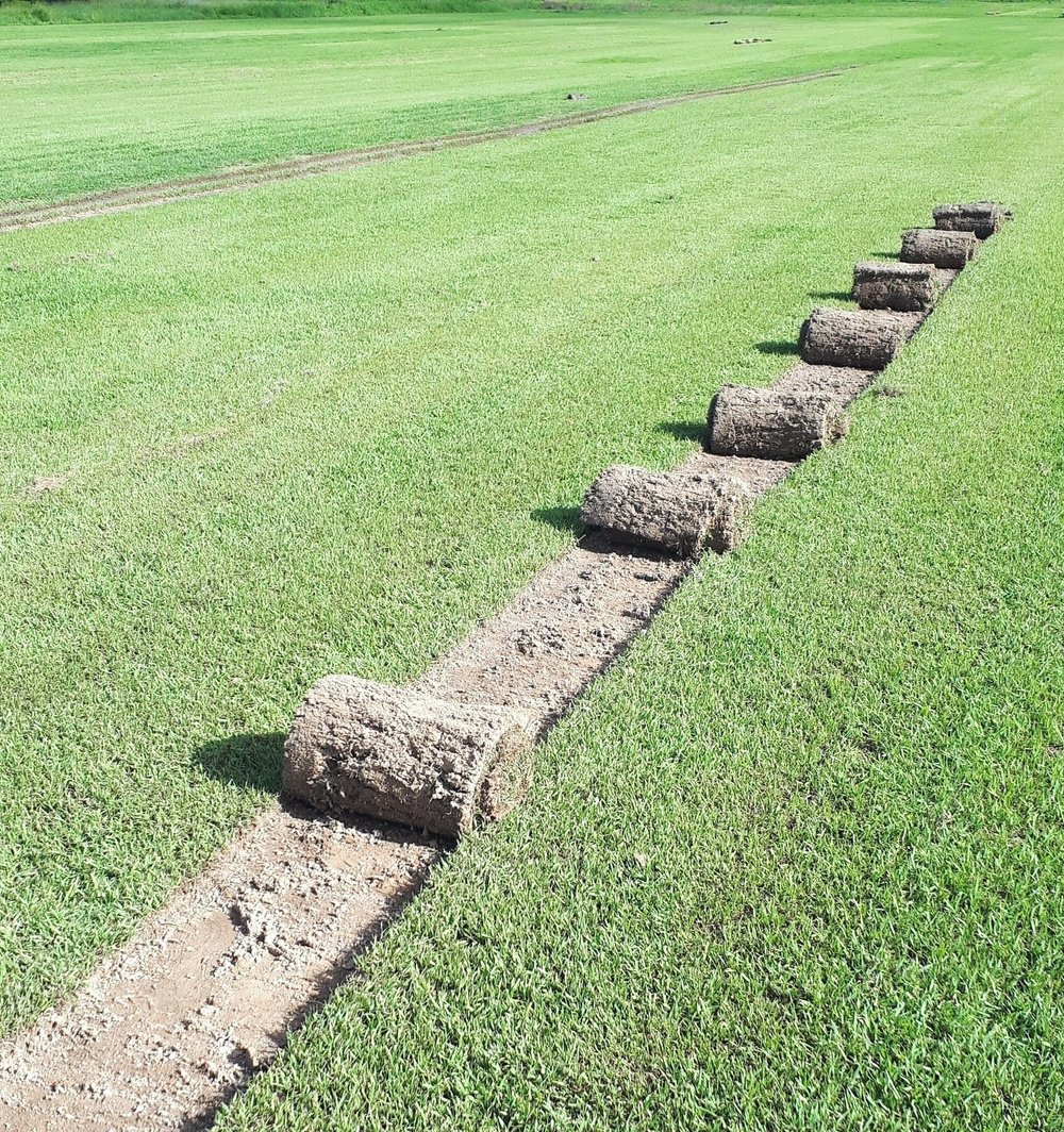 Turf for Sale in Tanby, Yeppoon and Emu Park — Tanby Garden Centre