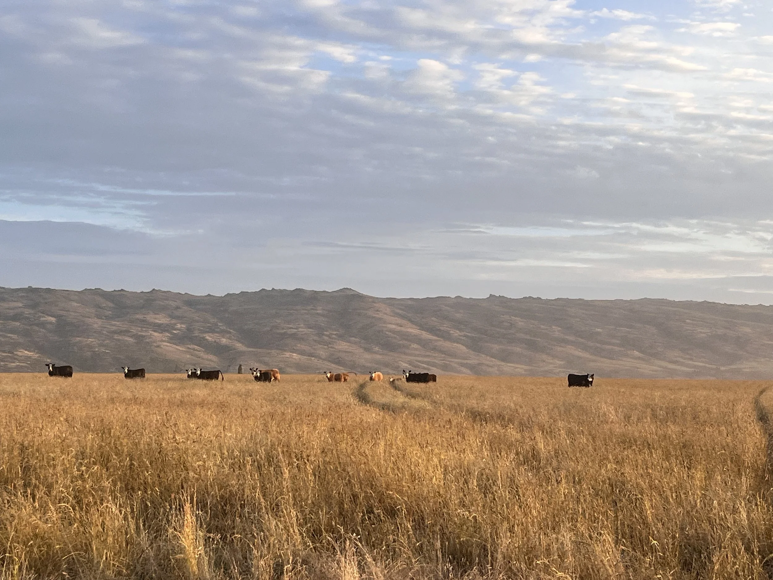 Oturehua Cabins - by Argyle
