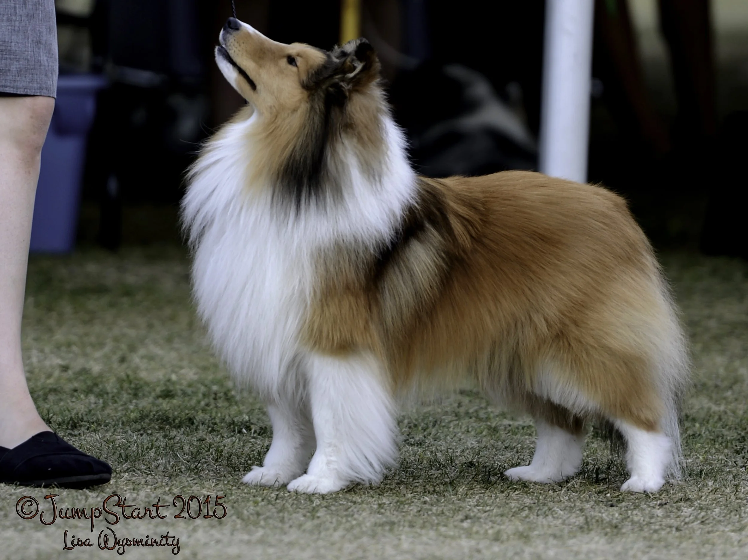 Males — CanyonView Shelties