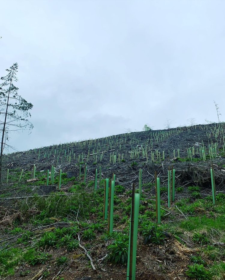 Woodland Creation | Promote Green Initiatives – Get Started Today ...