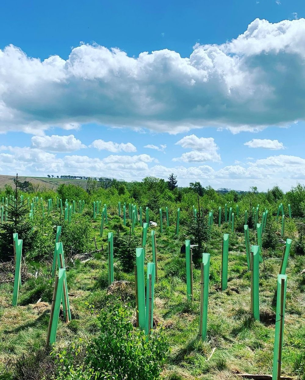 Dalby Forest - Restock works undertaken — Environmental Regeneration ...