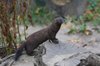 European Mink — Global Conservation