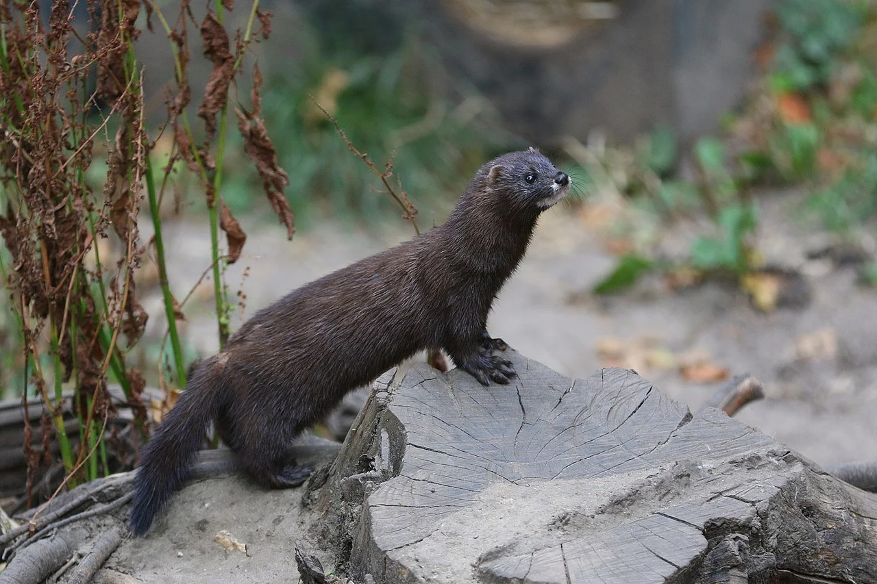 European Mink — Global Conservation