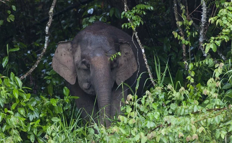 Borneo Pygmy Elephant — Global Conservation