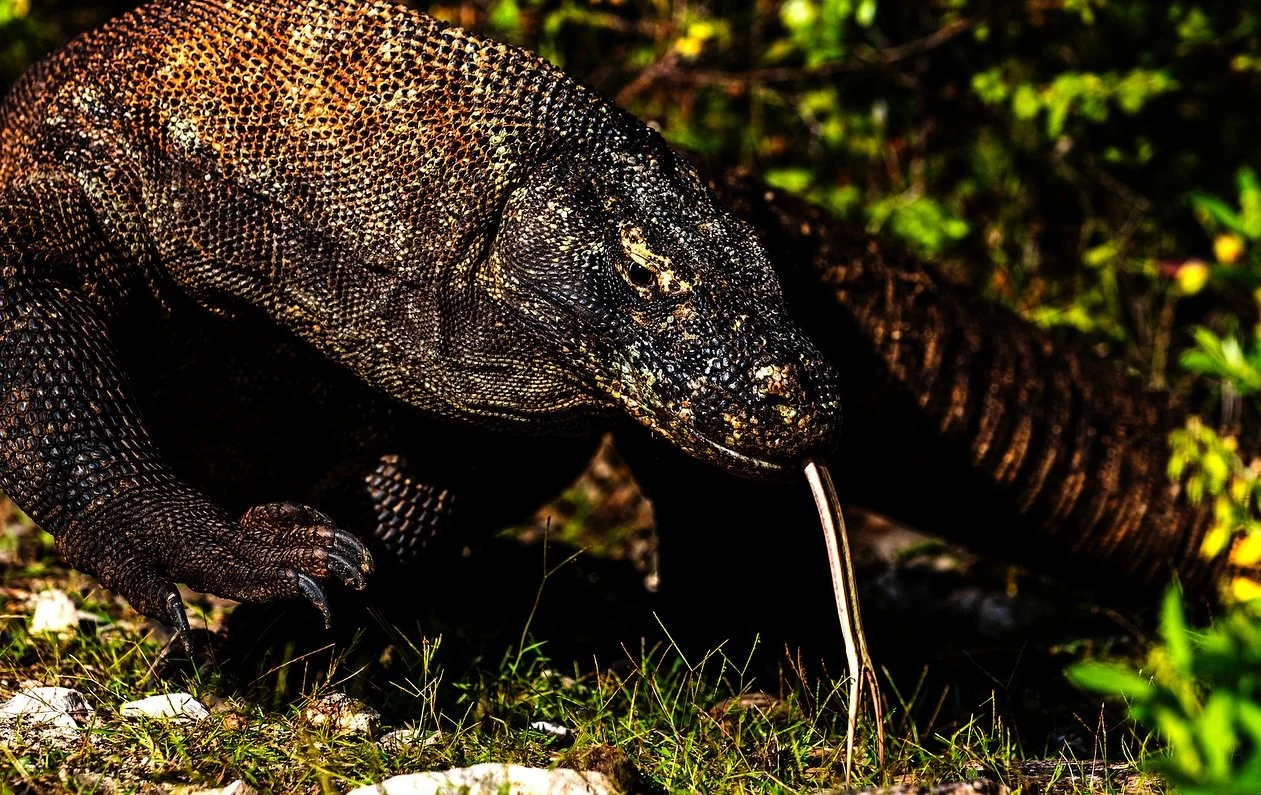 The Komodo Survival Program Transforms their Integrated Ranger Station ...