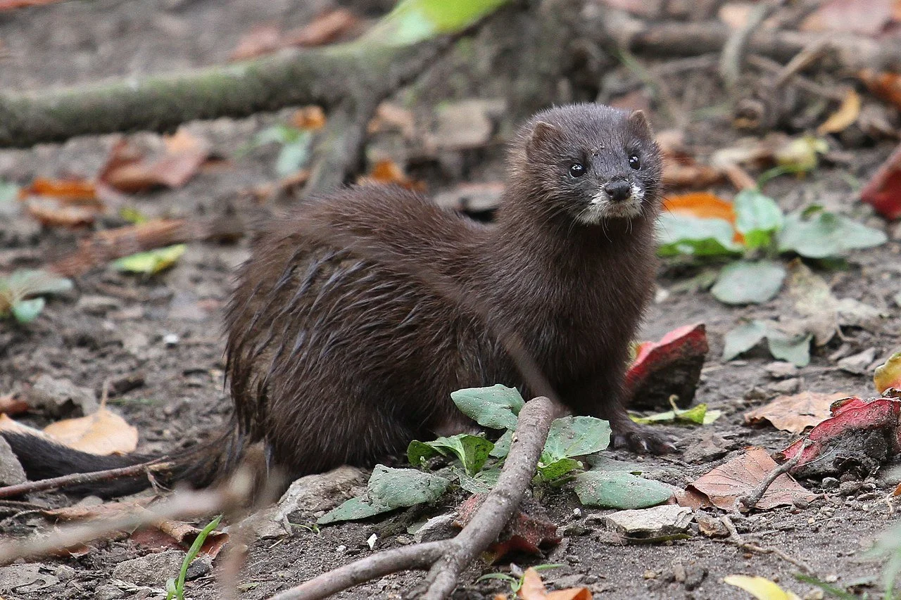 European Mink — Global Conservation