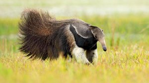 Giant Anteater — Global Conservation