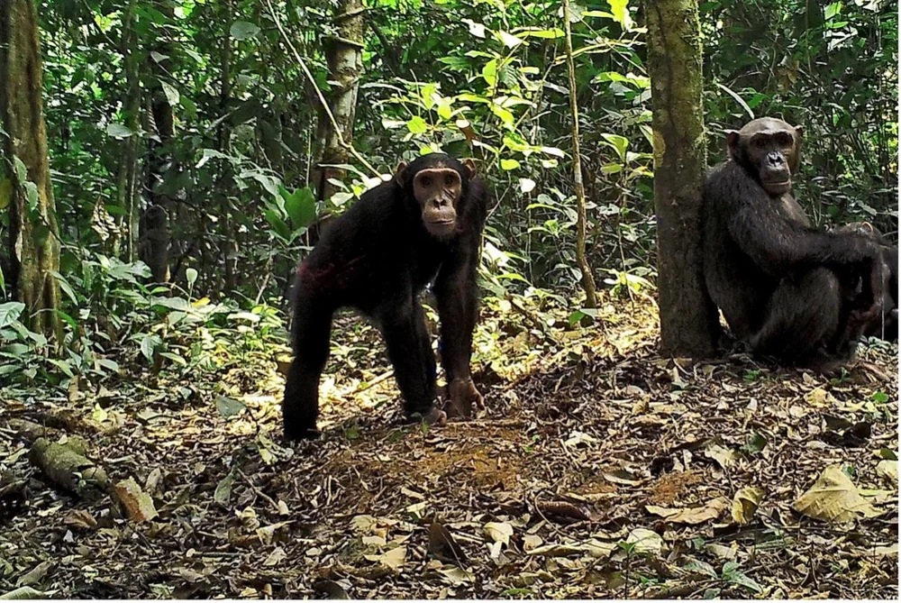 Dja Rainforest Complex, Cameroon — Global Conservation