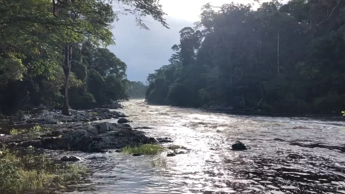 Dja Rainforest Complex, Cameroon — Global Conservation