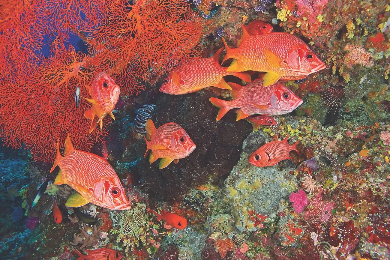 Palau Northern Reefs, Micronesia — Global Conservation