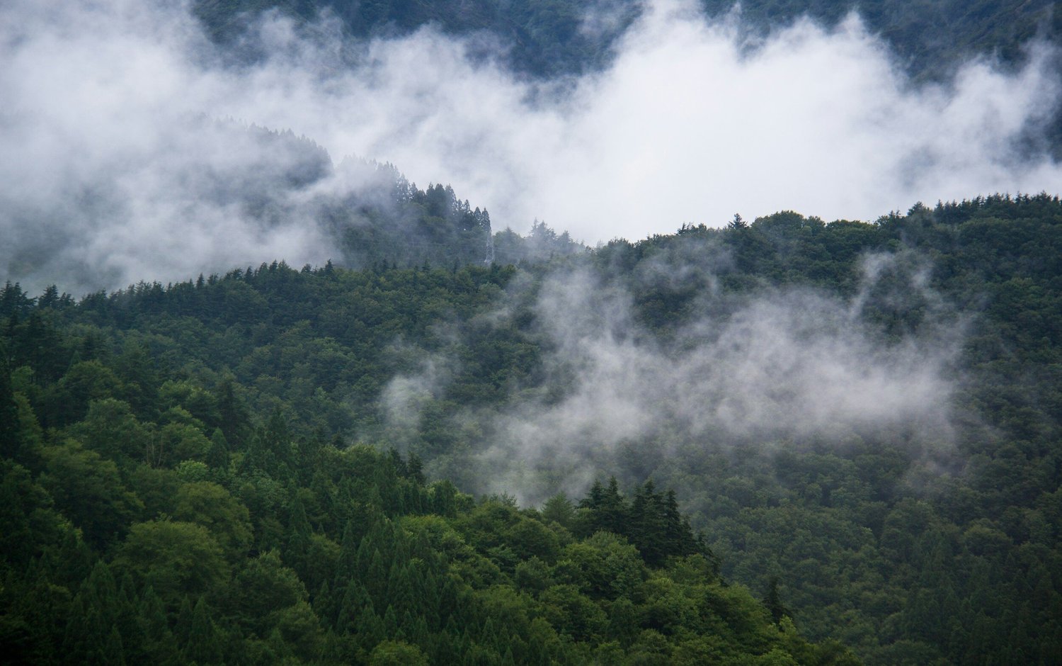 Carbon for Forests — Global Conservation