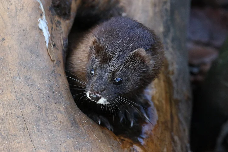 European Mink — Global Conservation