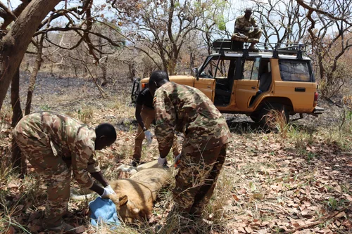 African Lion — Global Conservation