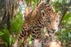 Jaguar — Global Conservation