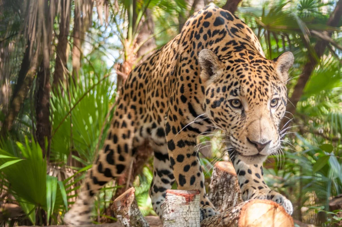 Jaguar — Global Conservation