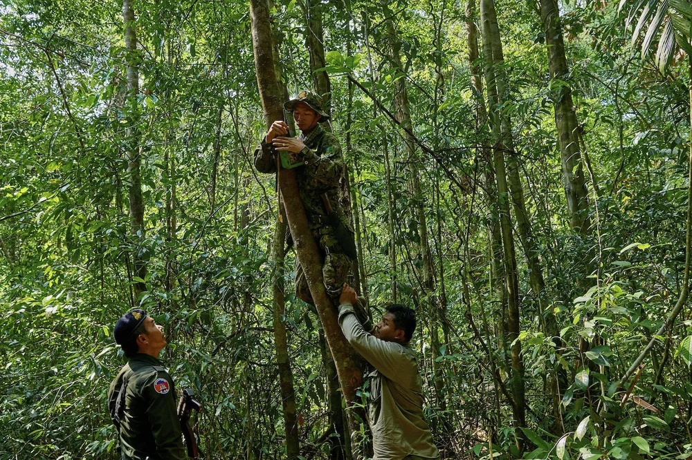 Global Conservation Helps Tiger Reintroduction Back Into Cambodia After ...
