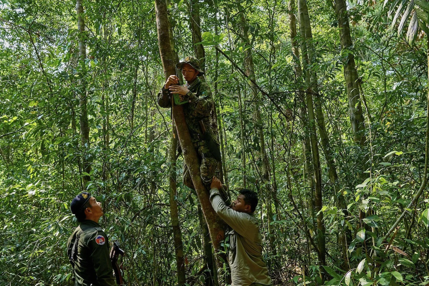 Global Conservation Helps Tiger Reintroduction Back Into Cambodia After ...
