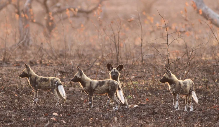 African Wild Dog — Global Conservation