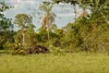 Giant Anteater — Global Conservation