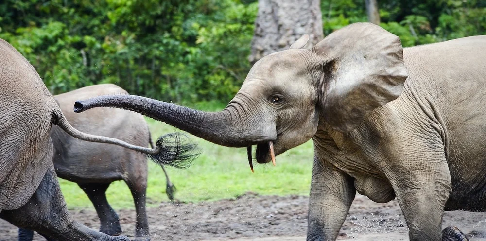African Forest Elephant — Global Conservation