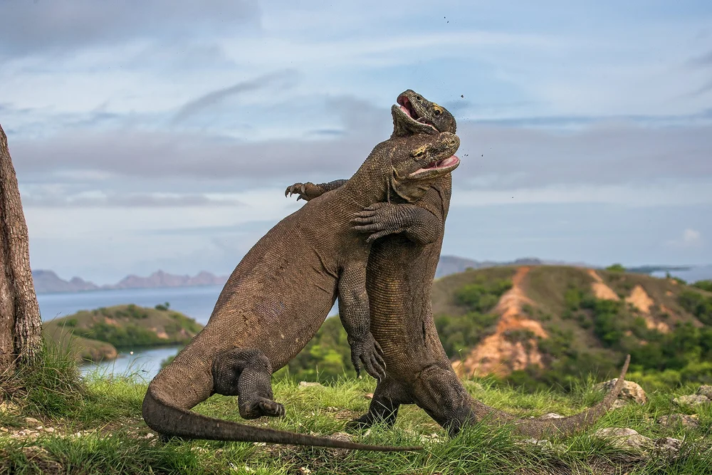 The Komodo Survival Program Transforms their Integrated Ranger Station ...