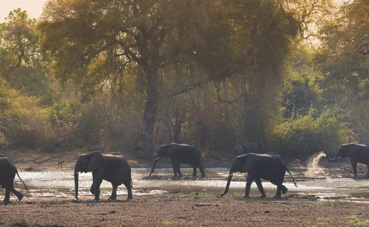 African Savanna Elephant — Global Conservation