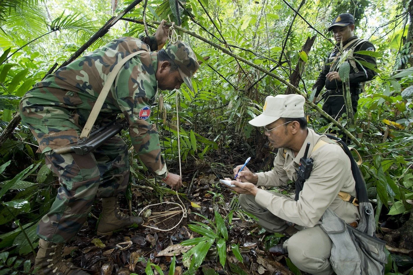 Global Conservation Helps Tiger Reintroduction Back Into Cambodia After ...