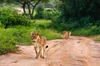 African Lion — Global Conservation