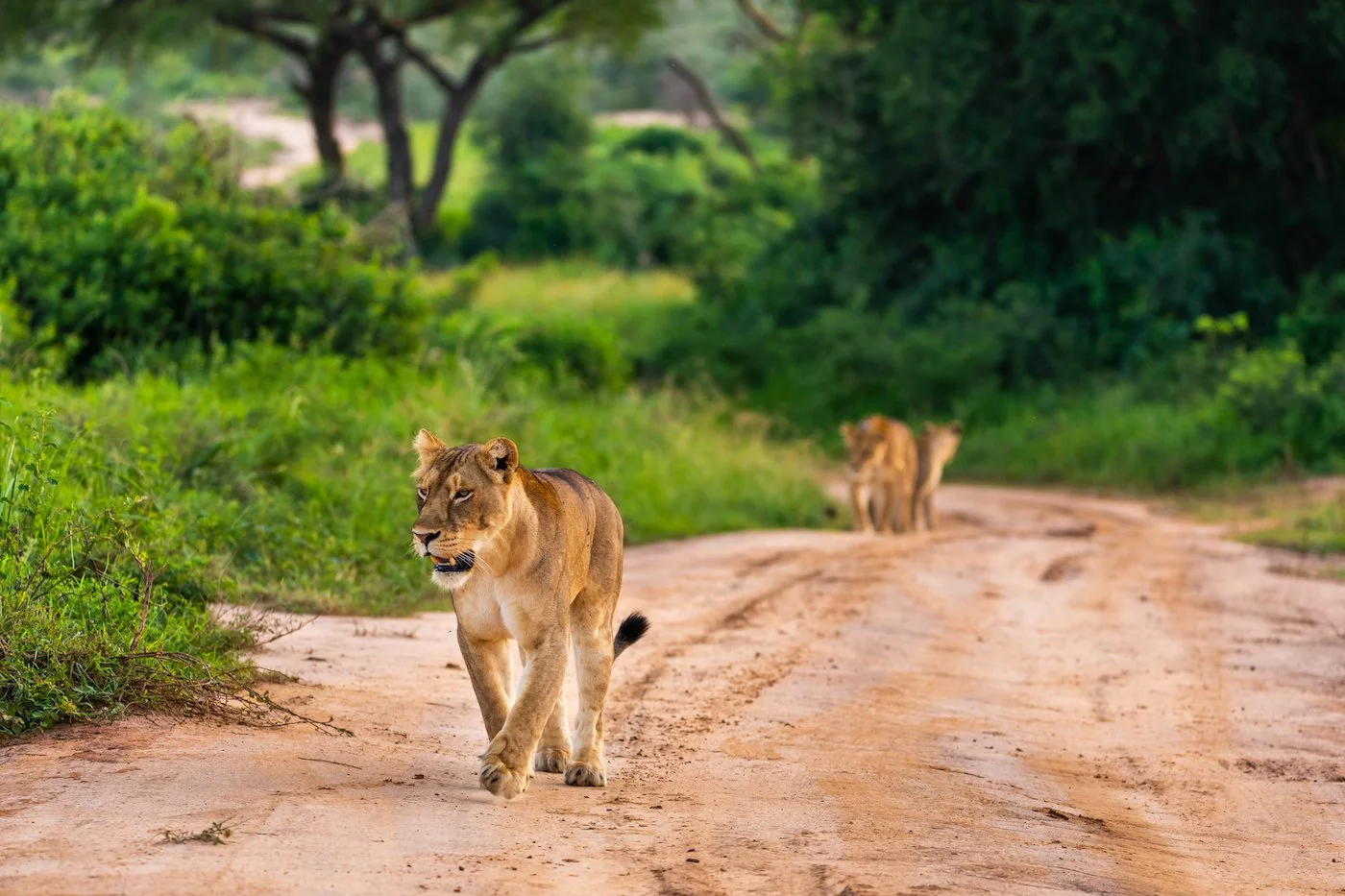African Lion — Global Conservation