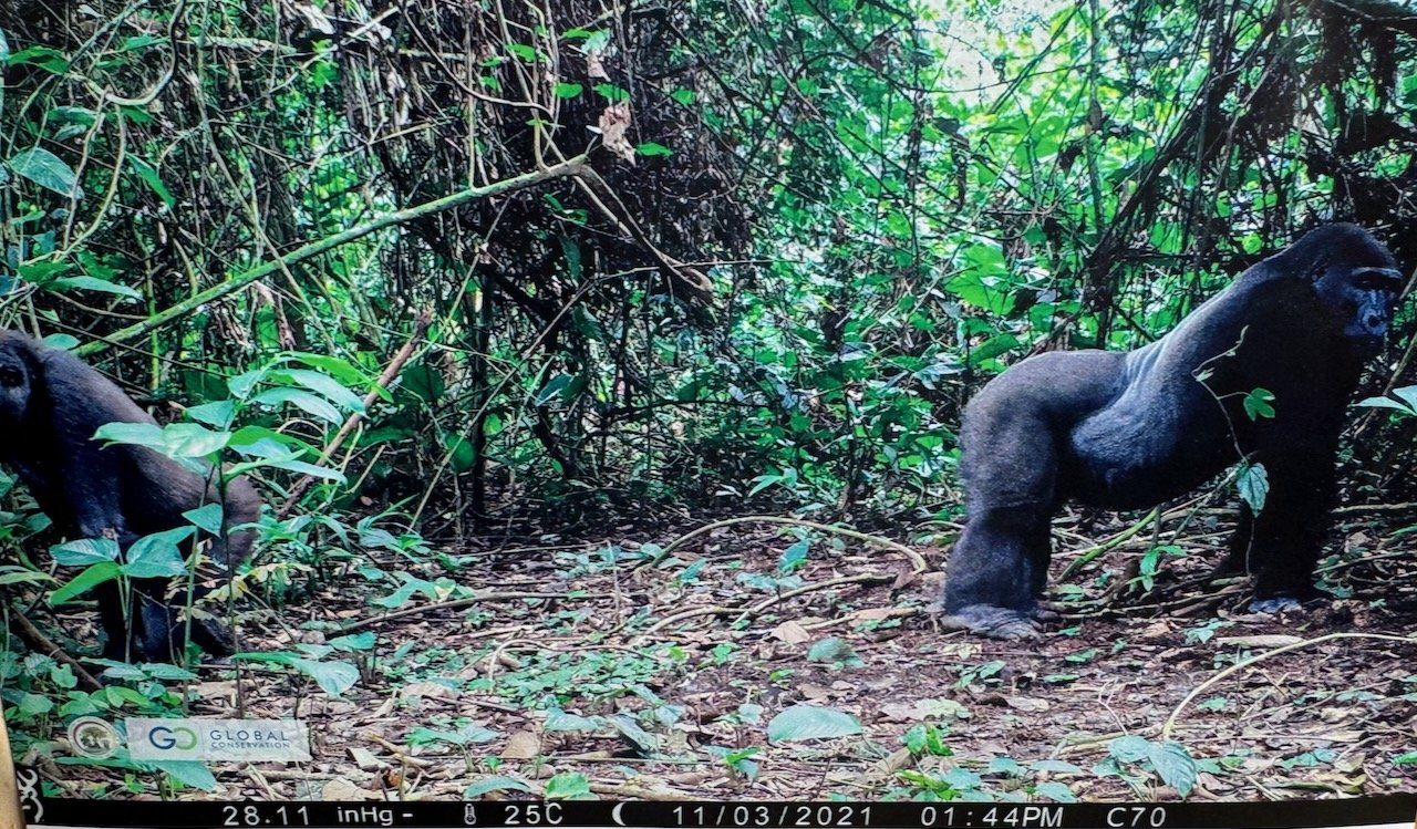 GC Cameroon Progress: The Dja Rainforest Complex 2023-2024 — Global ...