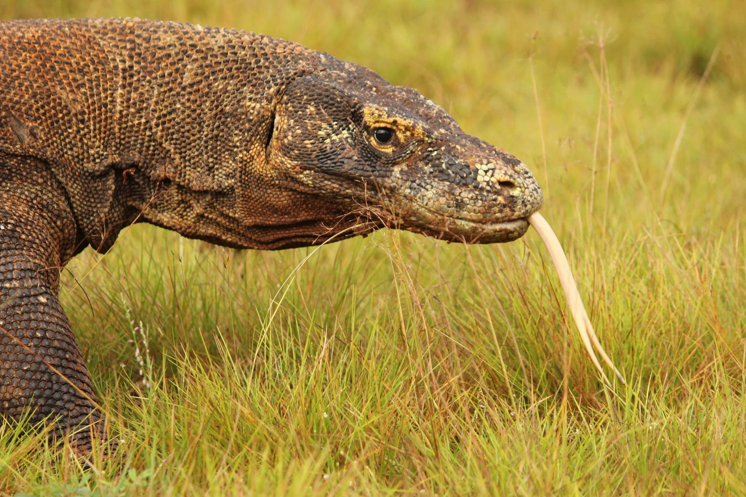 GC’s 2025 Komodo National Park Progress Report — Global Conservation