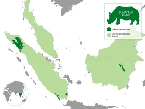 Sumatran Rhino — Global Conservation