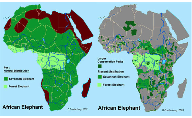 African Forest Elephant — Global Conservation