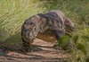 Komodo National Park: Progress in Park and Wildlife Protection 2023-2024 — Global Conservation