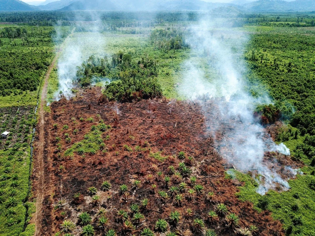 Leuser Ecosystem Progress Report 2020-2021 — Global Conservation