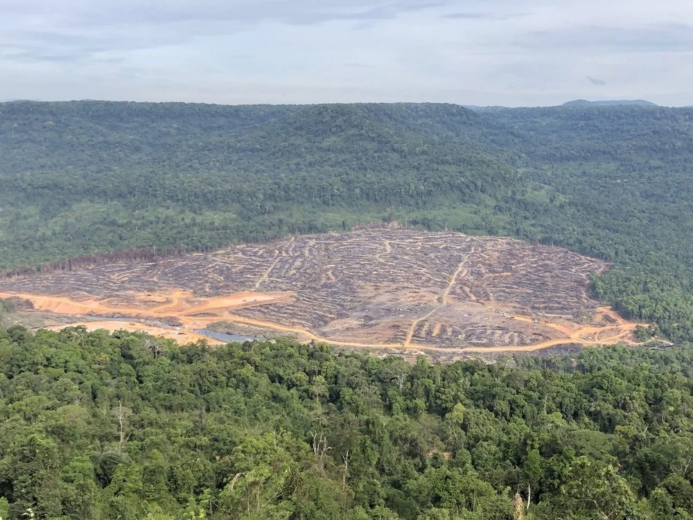 Global Conservation Helps Tiger Reintroduction Back Into Cambodia After ...