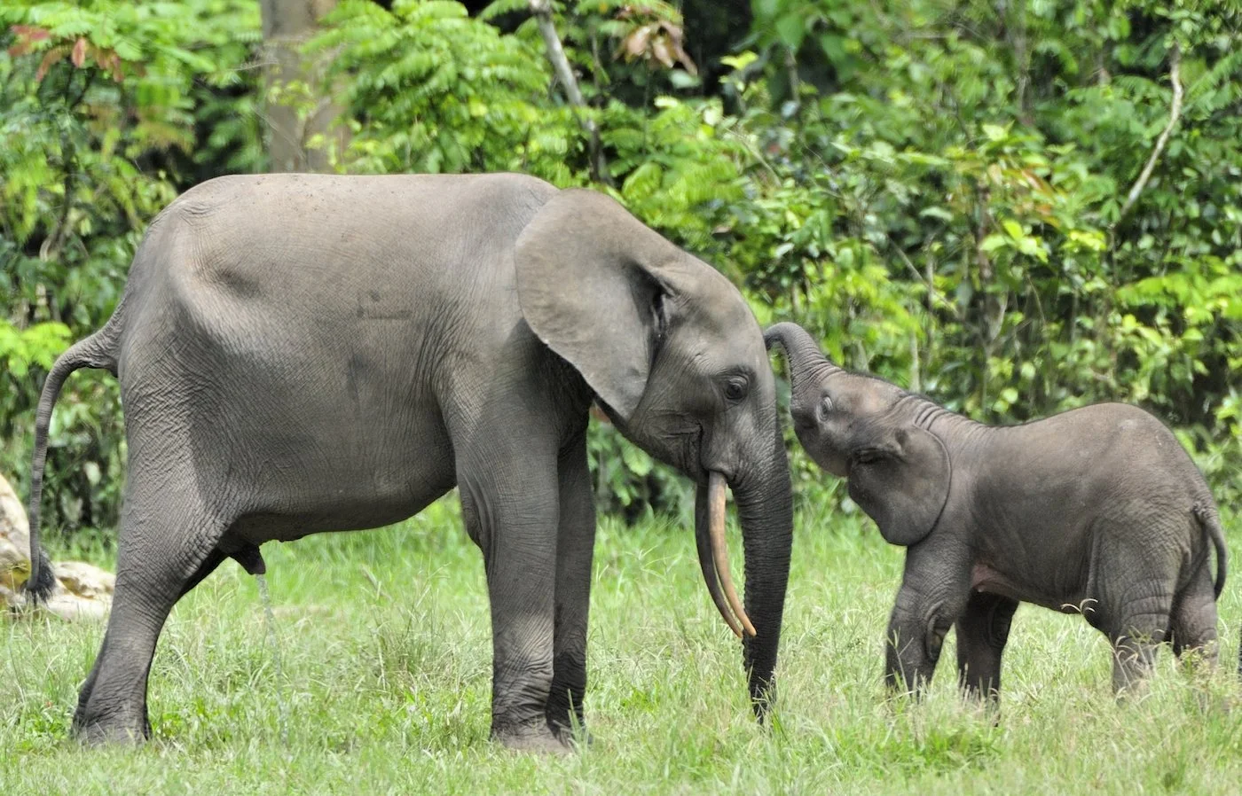 African Forest Elephant — Global Conservation