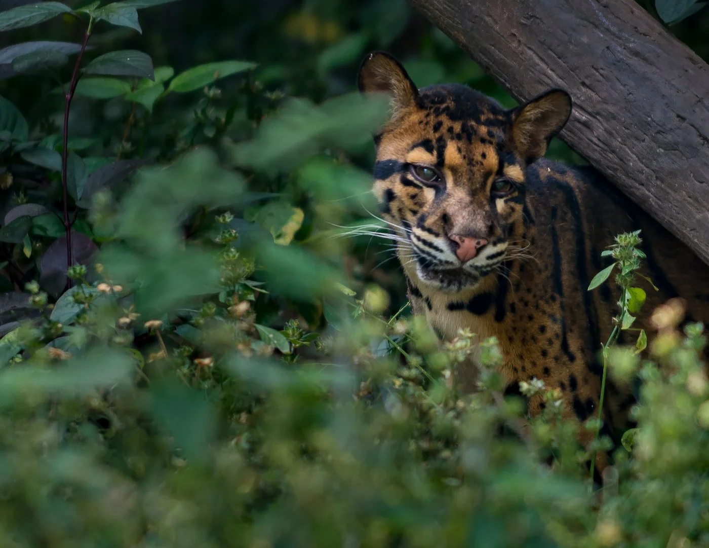 Clouded Leopard — Global Conservation