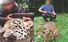 Jaguar — Global Conservation