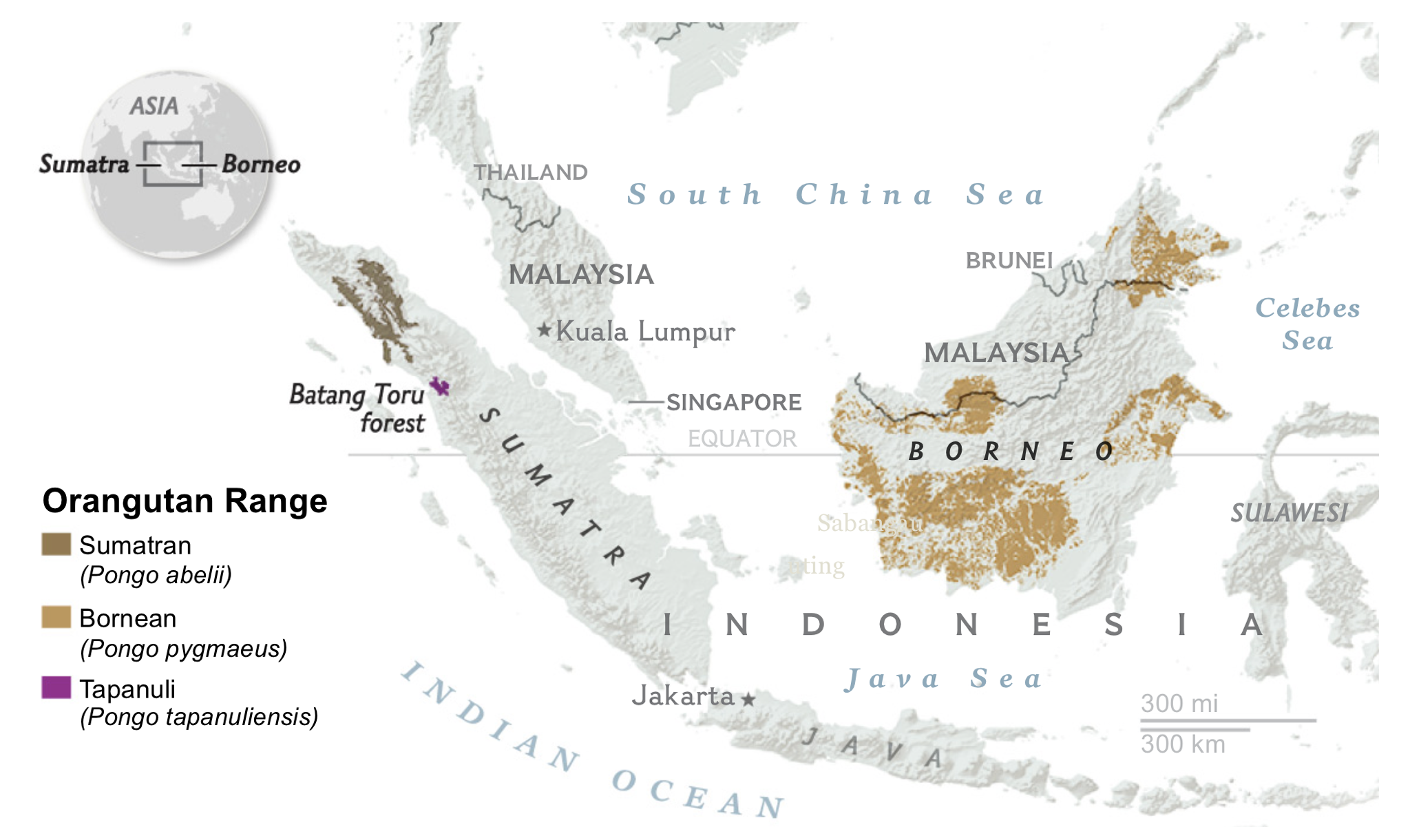 Orangutan — Global Conservation