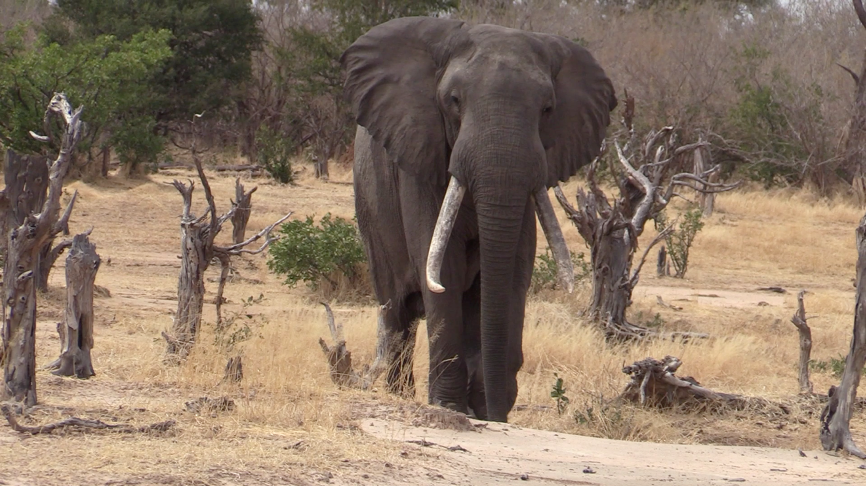 African Savanna Elephant — Global Conservation