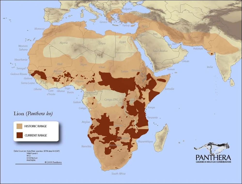 African Lion — Global Conservation