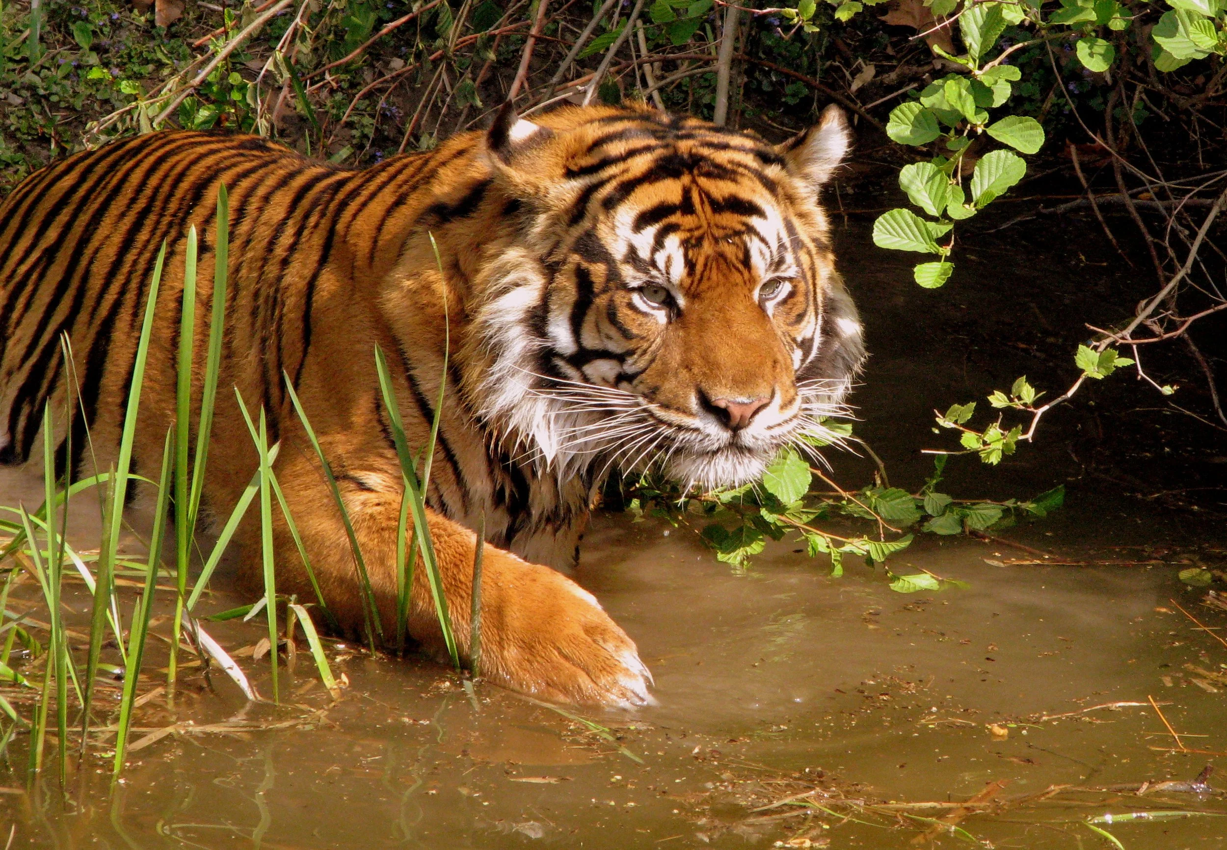 250% Rebound in Indochinese Tiger Recovery in Thailand Directly ...