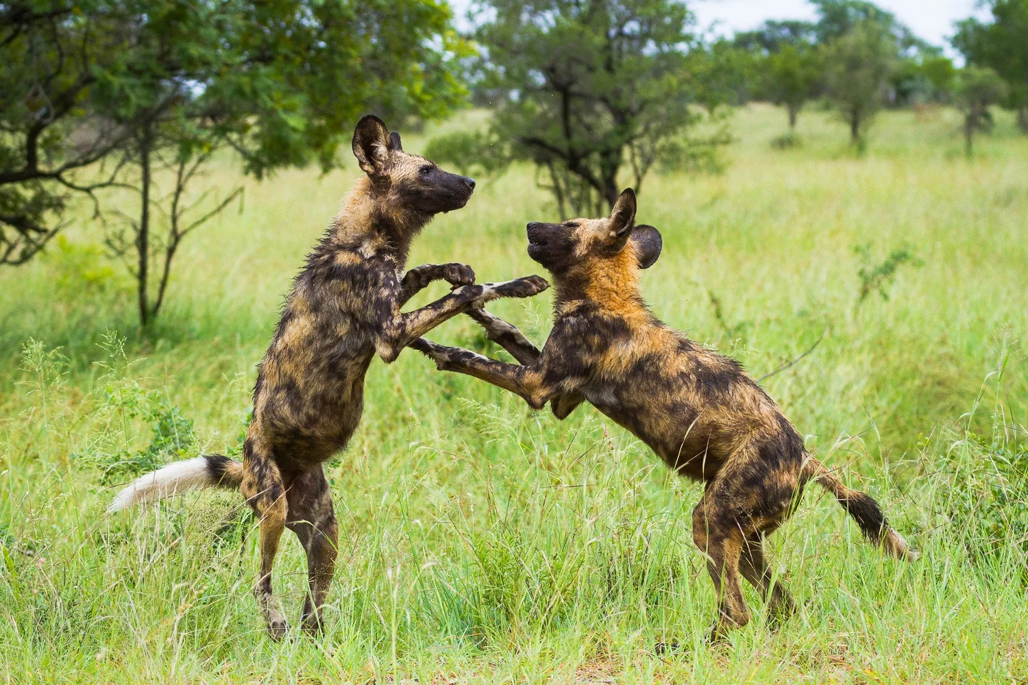 African Wild Dog — Global Conservation