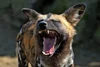 African Wild Dog — Global Conservation